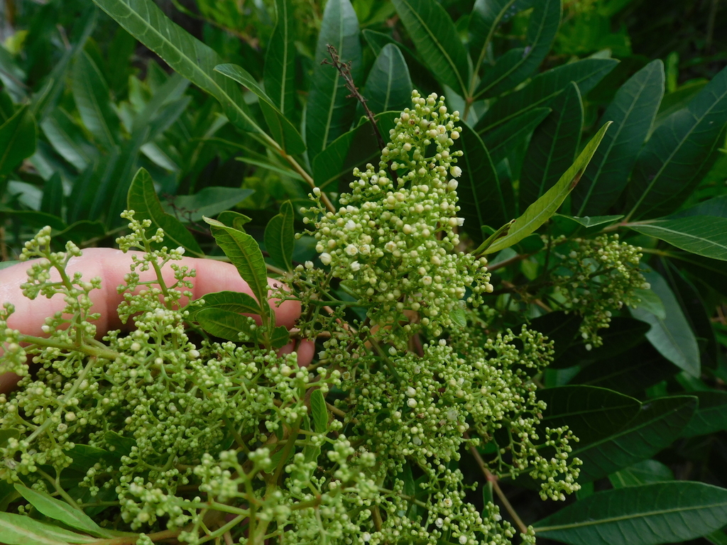 Brazilian pepper from Central Coast NSW, Australia on March 1, 2023 at ...