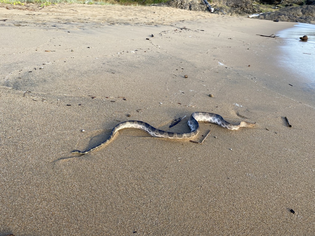 Small-headed Sea Snake from Agnes Water, QLD, AU on March 4, 2023 at 06 ...
