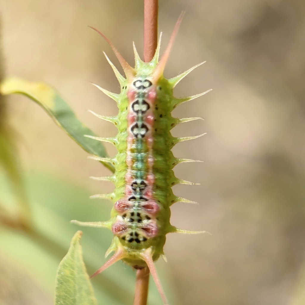 Four-spotted Cup Moth from Plainland QLD 4341, Australia on March 05 ...