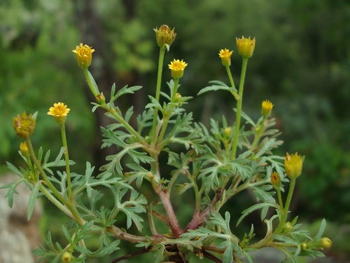 Chrysanthellum indicum · iNaturalist
