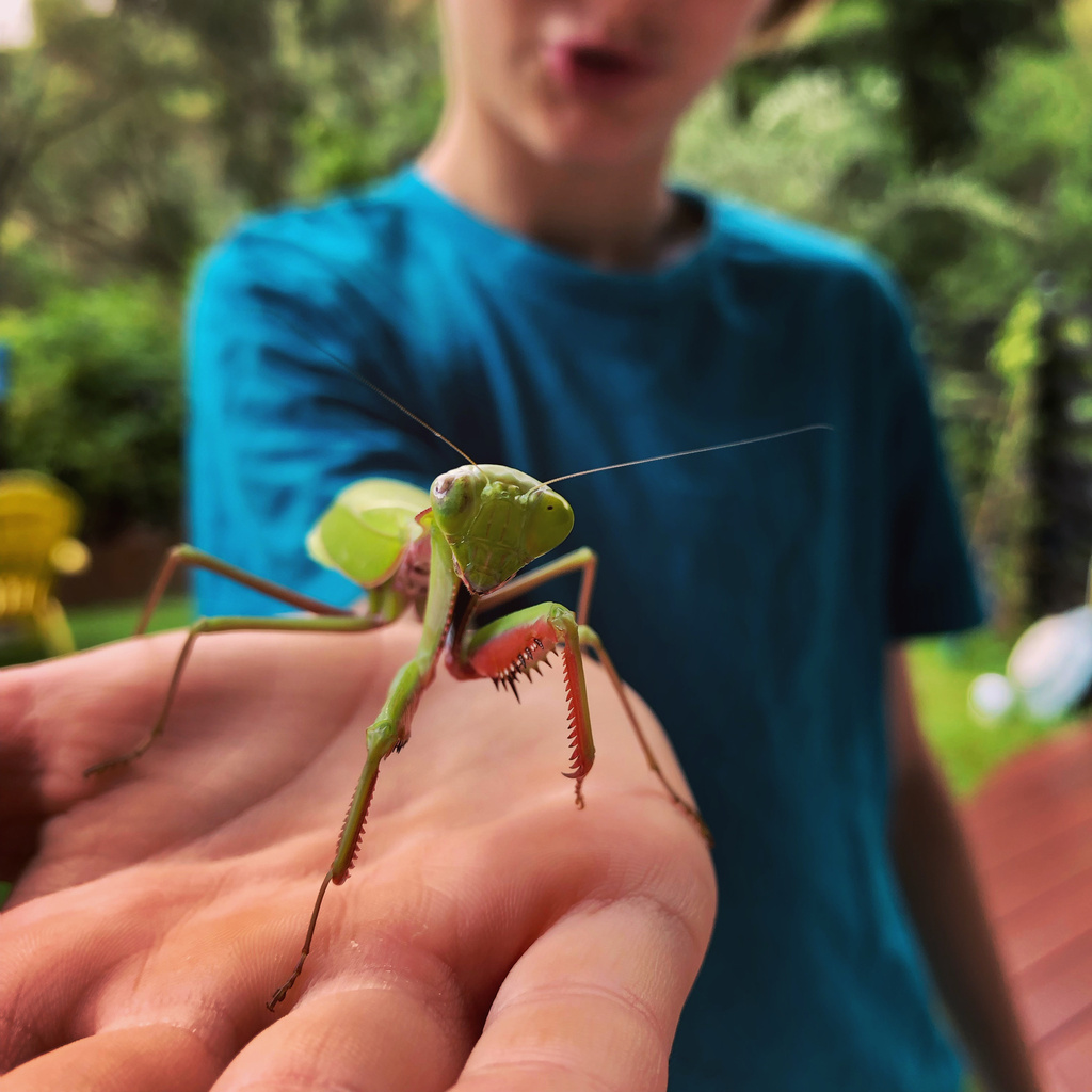giant rainforest mantis in February 2023 by Sarah Slater · iNaturalist