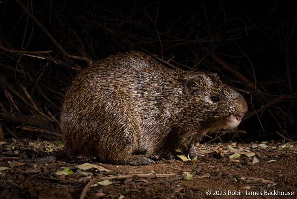 Greater Cane Rat from Ruiru, Kenya on February 05, 2023 at 04:32 AM by ...
