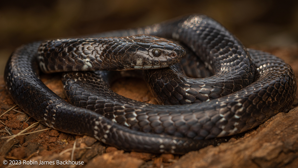 East African Garter Snake (Elapsoidea loveridgei) - Snakes and Lizards