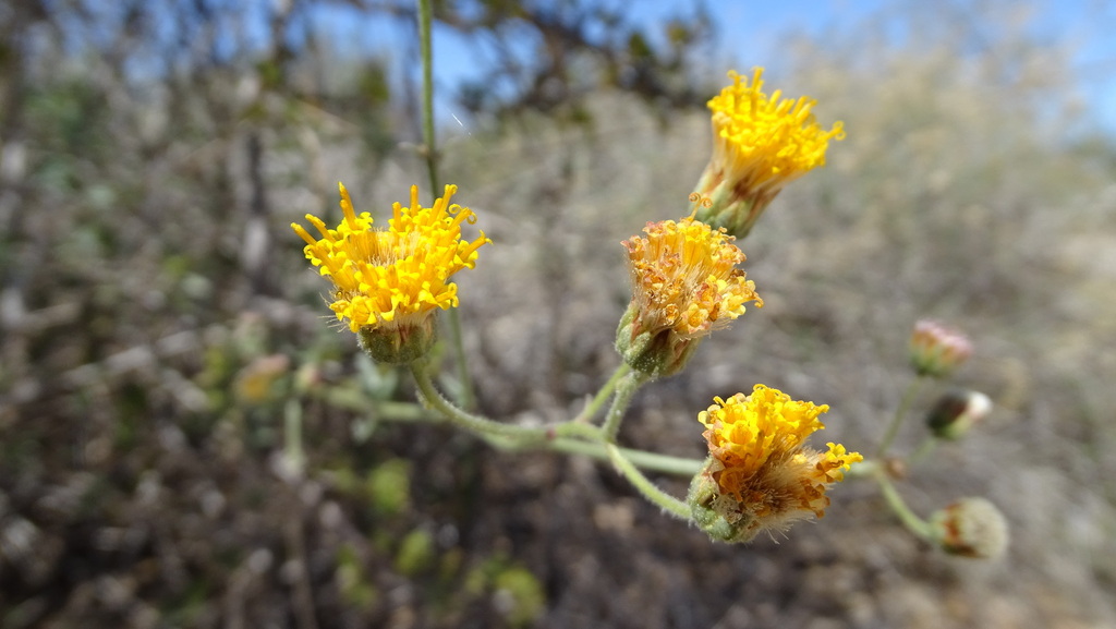 Cape Sweetbush from La Paz, B.C.S., México on March 04, 2023 at 12:11 PM by Legados de la Madre ...