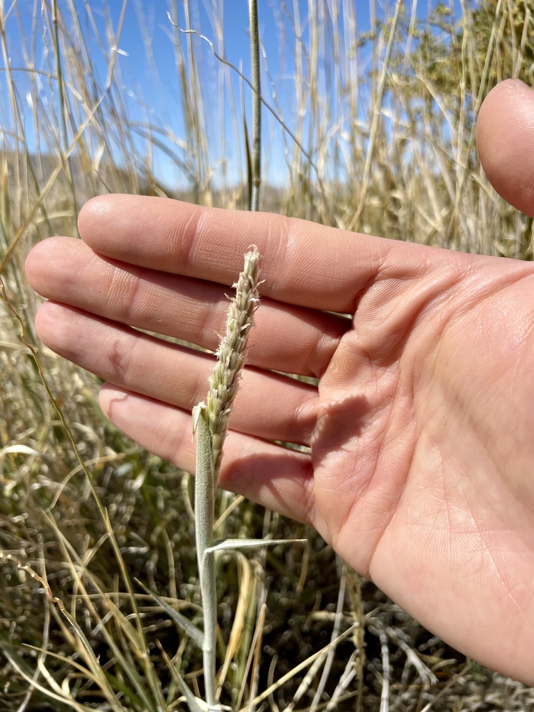 Big Galleta from Anza-Borrego Desert State Park, Julian, CA, US on ...