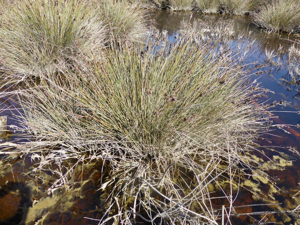 Southwestern Spiny Rush from Otay Mesa West, San Diego, CA, USA on ...