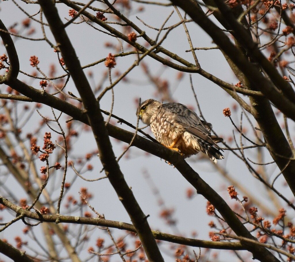 Merlin from 2580 Romig Rd, Akron, OH 44320, USA on March 05, 2023 at 10 ...