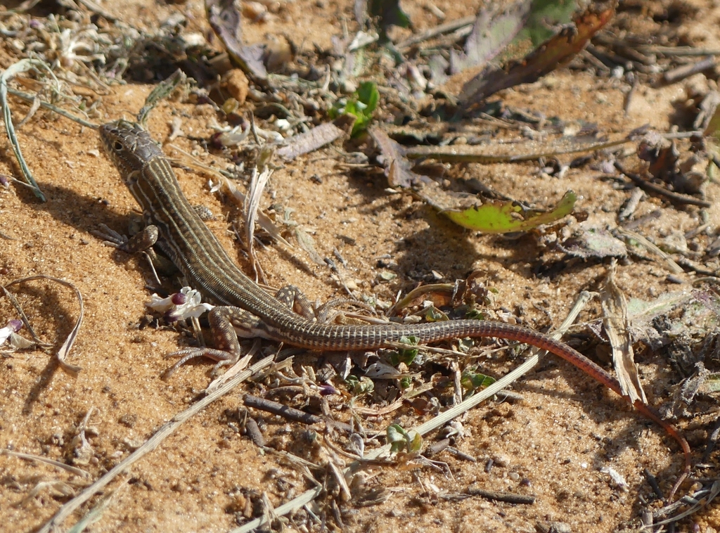 Bosc’s Fringe-toed lizard from ראשון לציון, ישראל on March 2, 2023 at ...