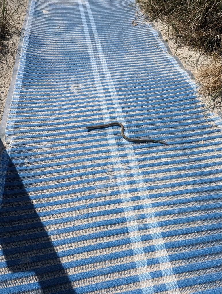 Eastern Glass Lizard from Oak Island by Steven Glass · iNaturalist