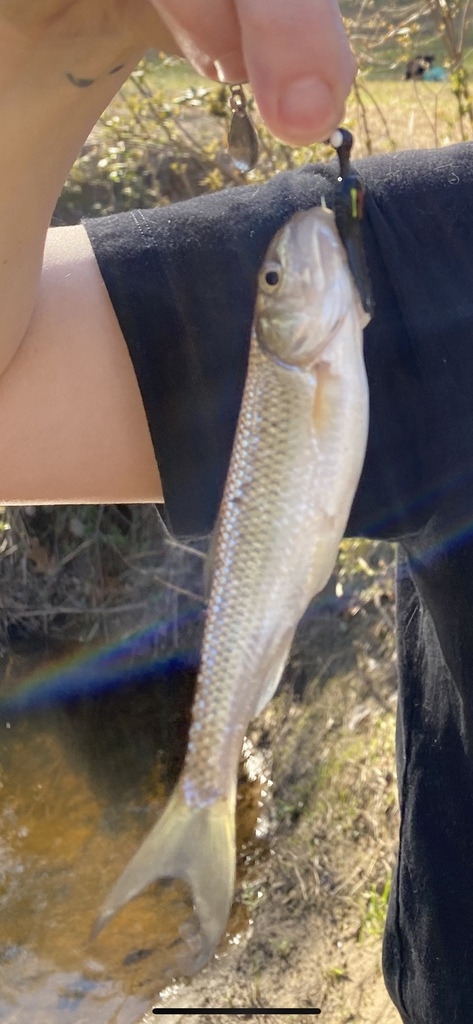 Fallfish from Chickahominy Bluff, Mechanicsville, VA, US on March 5 ...
