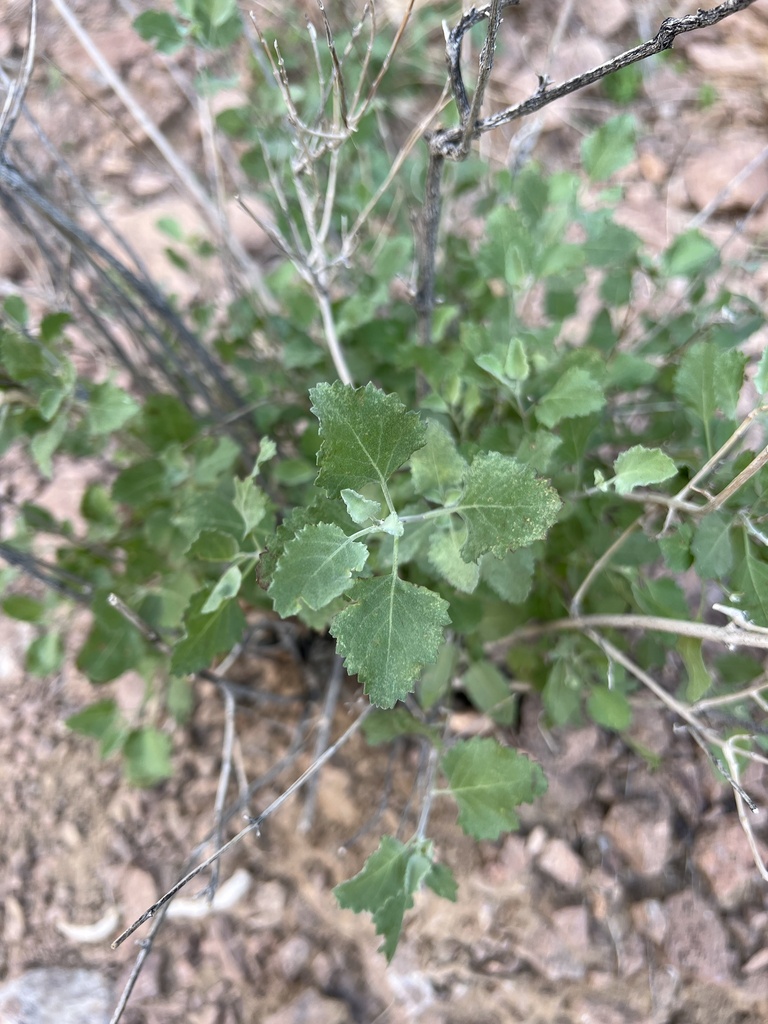 desert lavender from Kofa National Wildlife Refuge, Yuma, AZ, US on ...