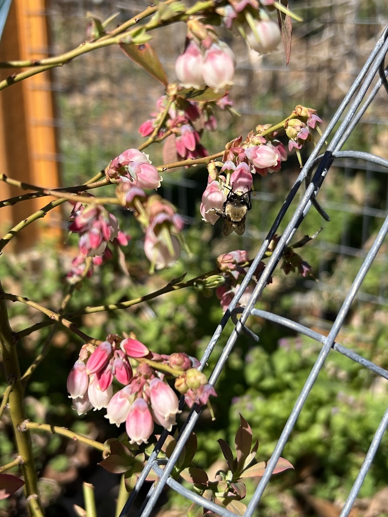 Blueberry Digger Bee from College Dr, Suffolk, VA, US on March 5, 2023 ...