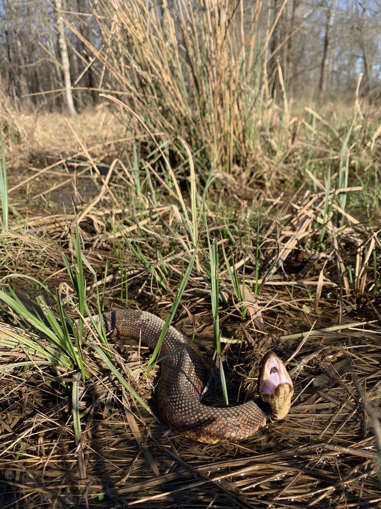 Northern Cottonmouth in March 2023 by Henry Westphal · iNaturalist
