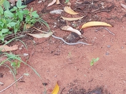 Demansia cyanochasma from Ti Tree NT 0872, Australië on February 18 ...