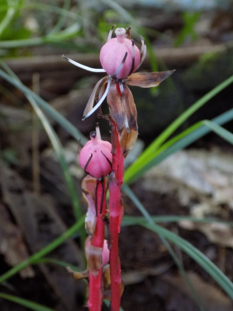 red Indian pipe from Cuetzalan del Progreso, Pue., México on January 20, 2018 at 07:30 PM by ...