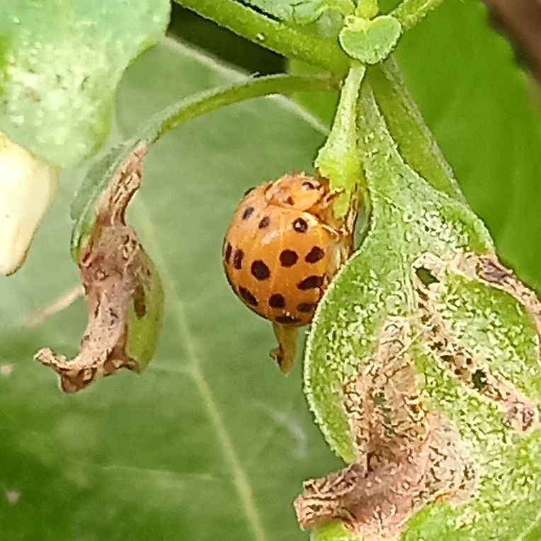 Hadda Beetle from Saavedra, CABA, Argentina on March 5, 2023 at 06:56 ...