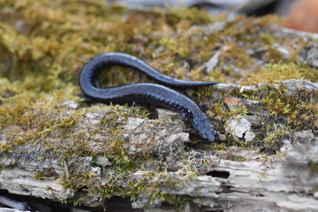 Ravine Salamander from Sullivan County, TN, USA on March 05, 2023 at 06 ...