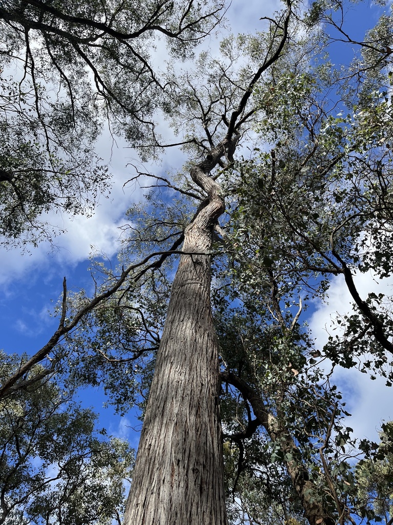 Red Stringybark from Sugarloaf Ward, Christmas Hills, VIC, AU on March ...