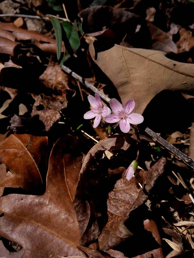 Virginia spring beauty from Liberty Nature center on March 5, 2023 at ...