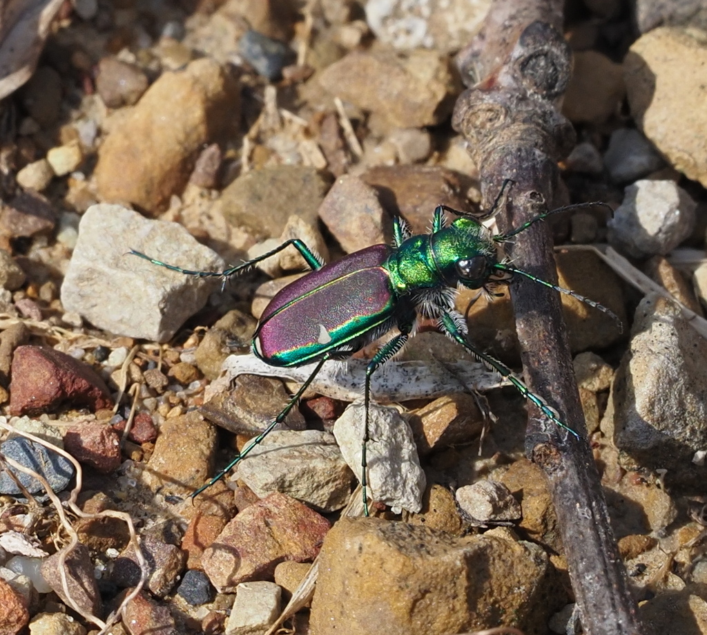 Splendid Tiger Beetle from Shawnee state Park, Scioto County, OH, USA ...
