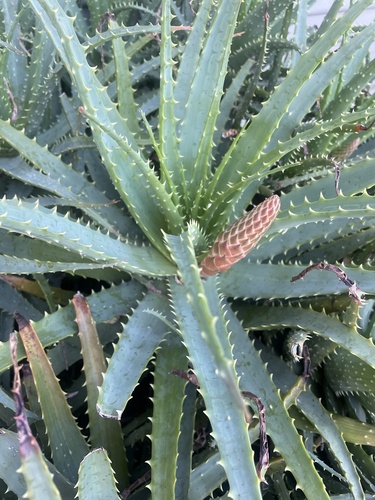 Spider aloe (Hybrid Aloe × spinosissima) · iNaturalist United Kingdom
