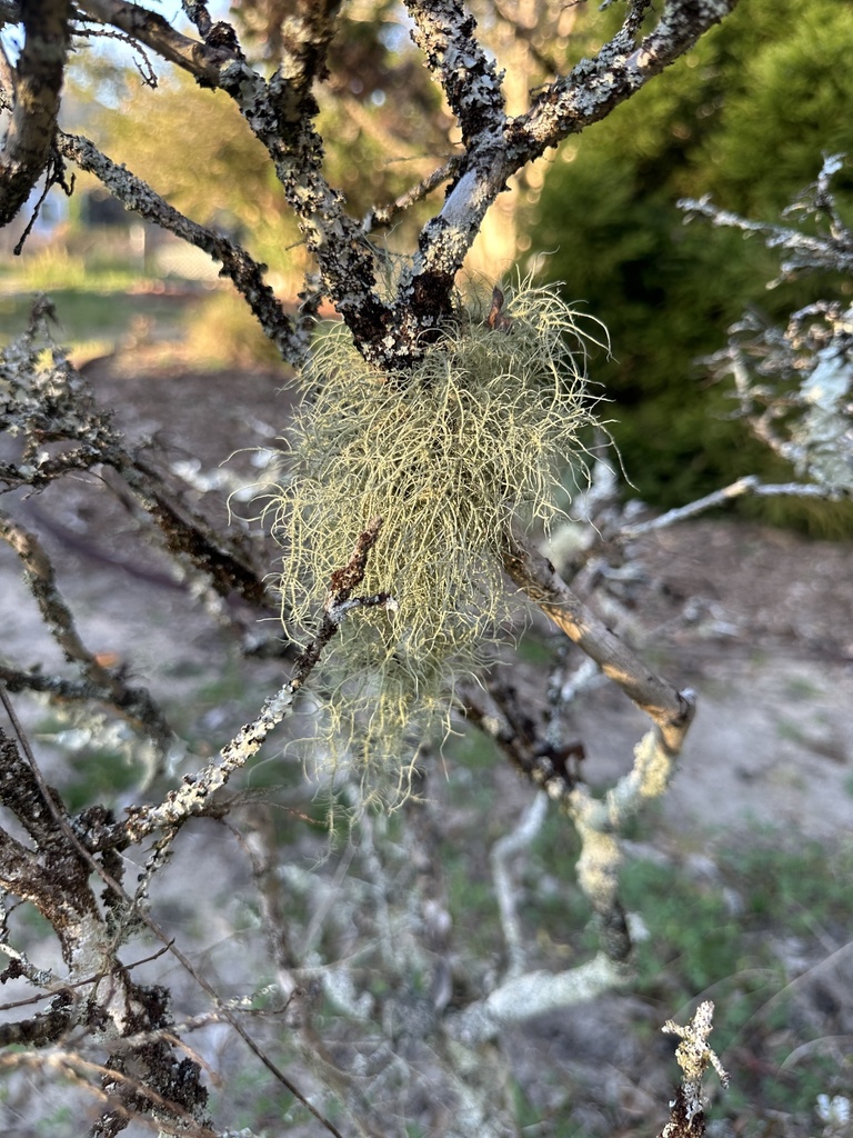 beard lichens from Milton, FL, US on March 05, 2023 at 04:56 PM by ...