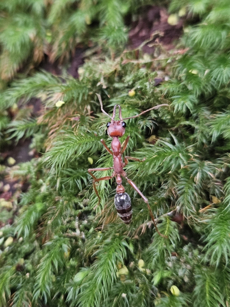 Giant Bulldog Ant from Mount Glorious on March 6, 2023 at 08:35 AM by ...