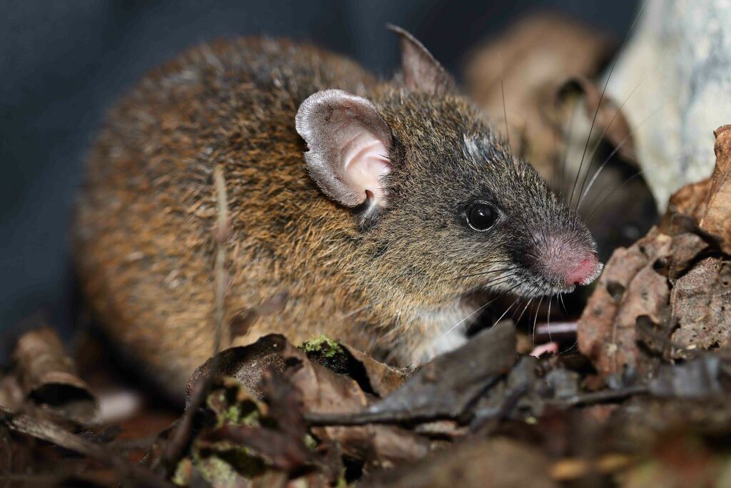 Tomes's Rice Rat from Villamaría, Caldas, Colombia on March 4, 2023 at ...