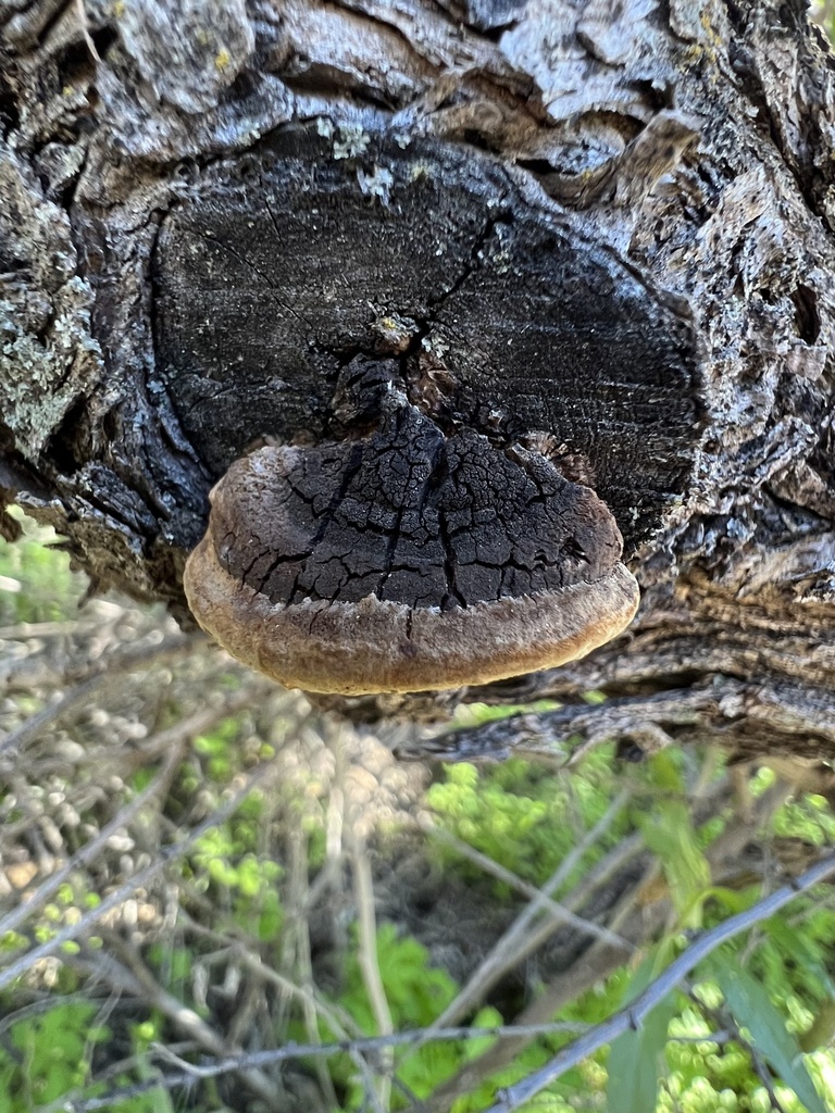 Hymenochaetaceae from Coronado National Forest, Tucson, AZ, US on March ...