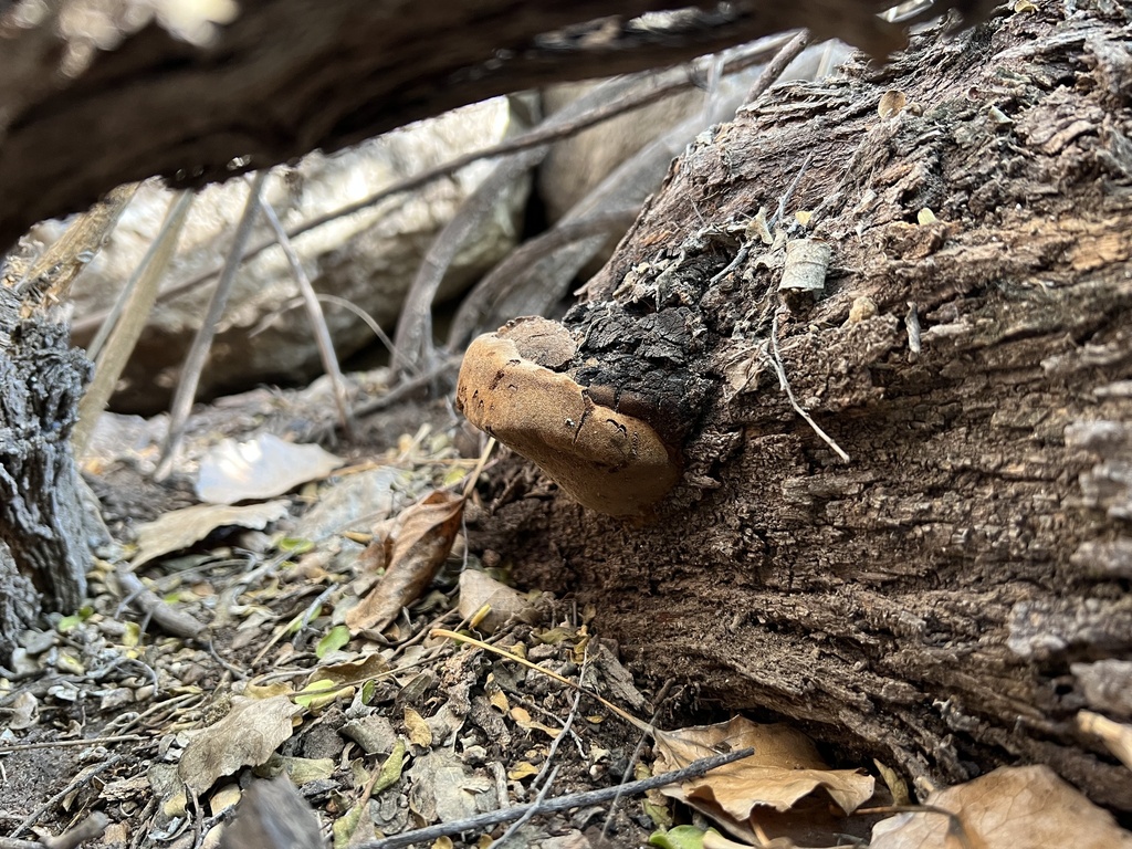 Hymenochaetales from Coronado National Forest, Tucson, AZ, US on March ...