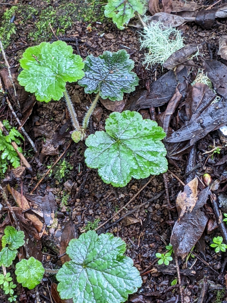 fringe cups from Forest Knolls, CA 94933, USA on March 05, 2023 at 02: ...