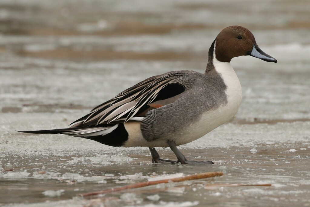 Northern Pintail from Rouge, Toronto, ON, Canada on March 03, 2023 at ...