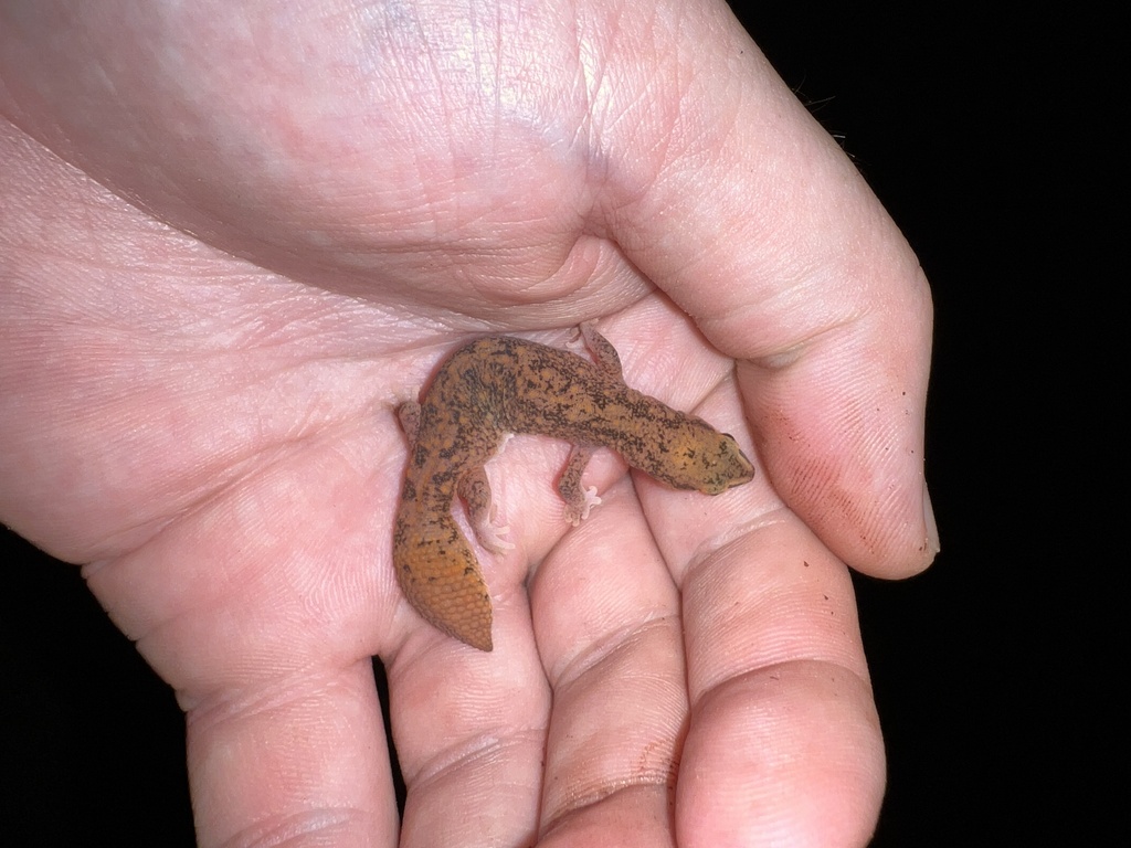 Burrow-plug Gecko in March 2023 by Bruce Edley · iNaturalist