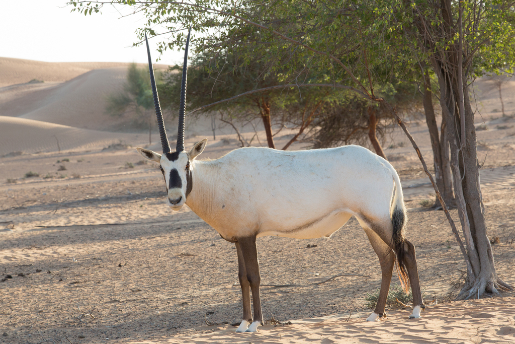 Oryxes (Oryx) - Know Your Mammals