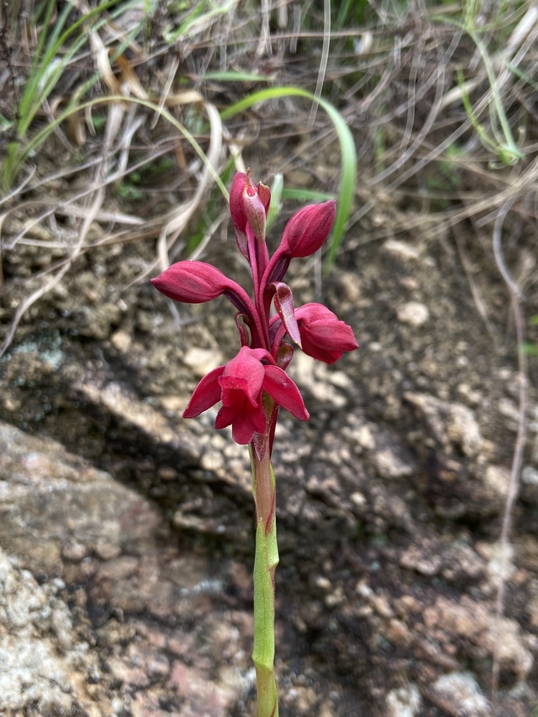 Satyrium rhodanthum in October 2022 by Carel Fourie · iNaturalist