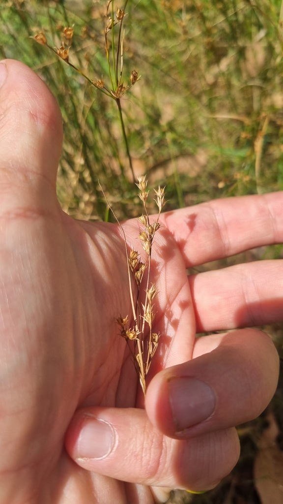 Slender Path Rush from Panton Hill VIC 3759, Australia on March 06 ...