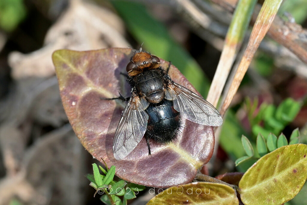 Gonia divisa from 中国江苏省南京市浦口区老山 on March 04, 2023 at 10:32 AM by 豆豆 · ...