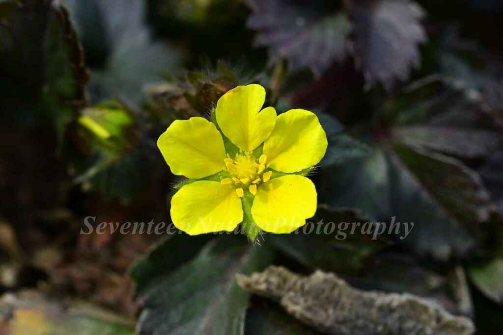 Potentilla fragarioides from 中国江苏省南京市江宁区 on March 05, 2023 at 03:11 PM ...