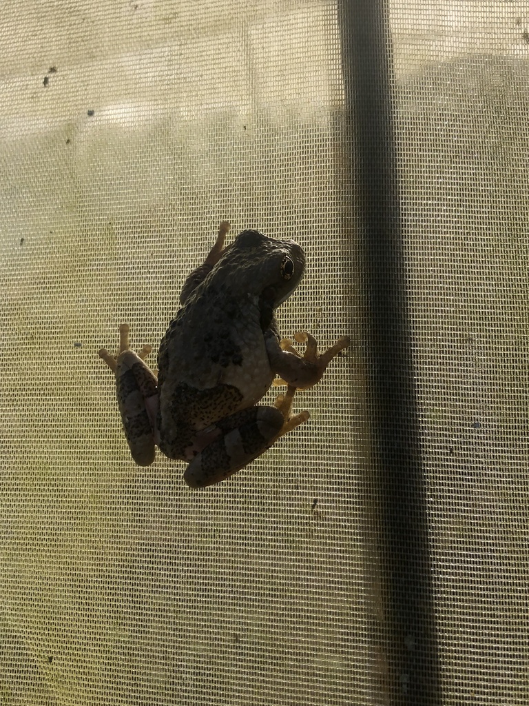 Vermiculated Tree Frog from Olancho, HN on March 06, 2023 at 07:28 AM ...