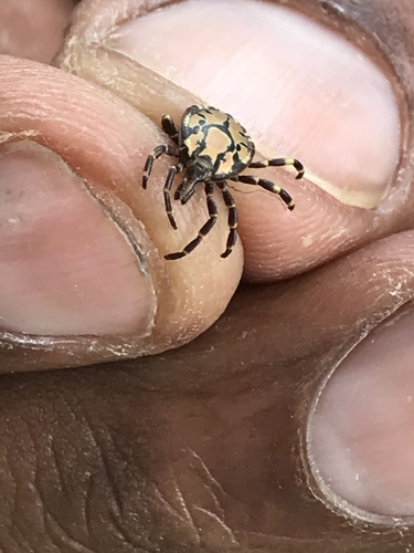 Gem tick (Amblyomma gemma) · iNaturalist
