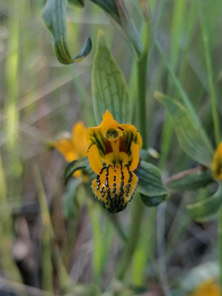 Chloraea disoides in November 2022 by Kevin Antonio Orellana Saavedra ...