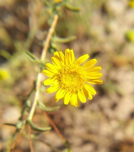 Pulicaria sicula · iNaturalist