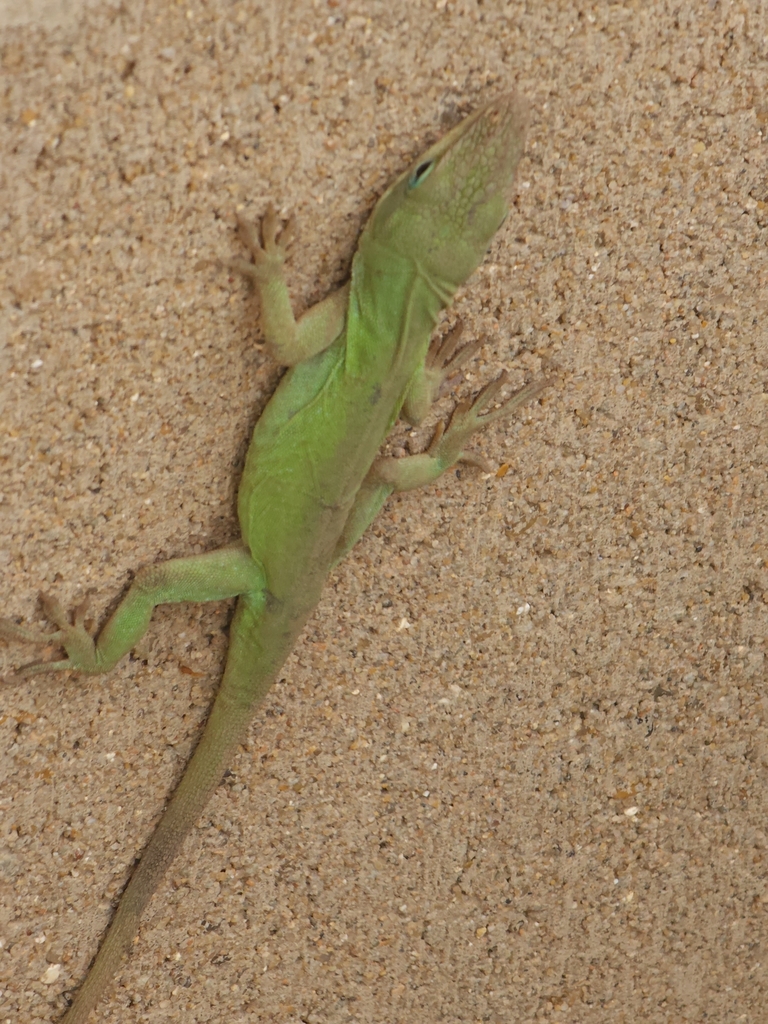 Green Anole from Lakeview, AR 72642, USA on March 06, 2023 at 12:13 PM ...