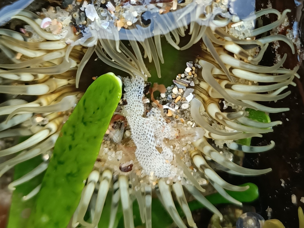 Wrinkled Sea Mats from Merewether NSW 2291, Australia on November 19 ...