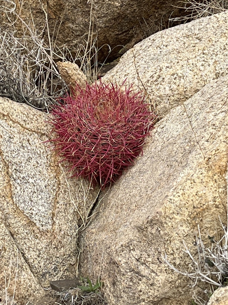 California Barrel Cactus from Joshua Tree National Park, Desert Hot ...
