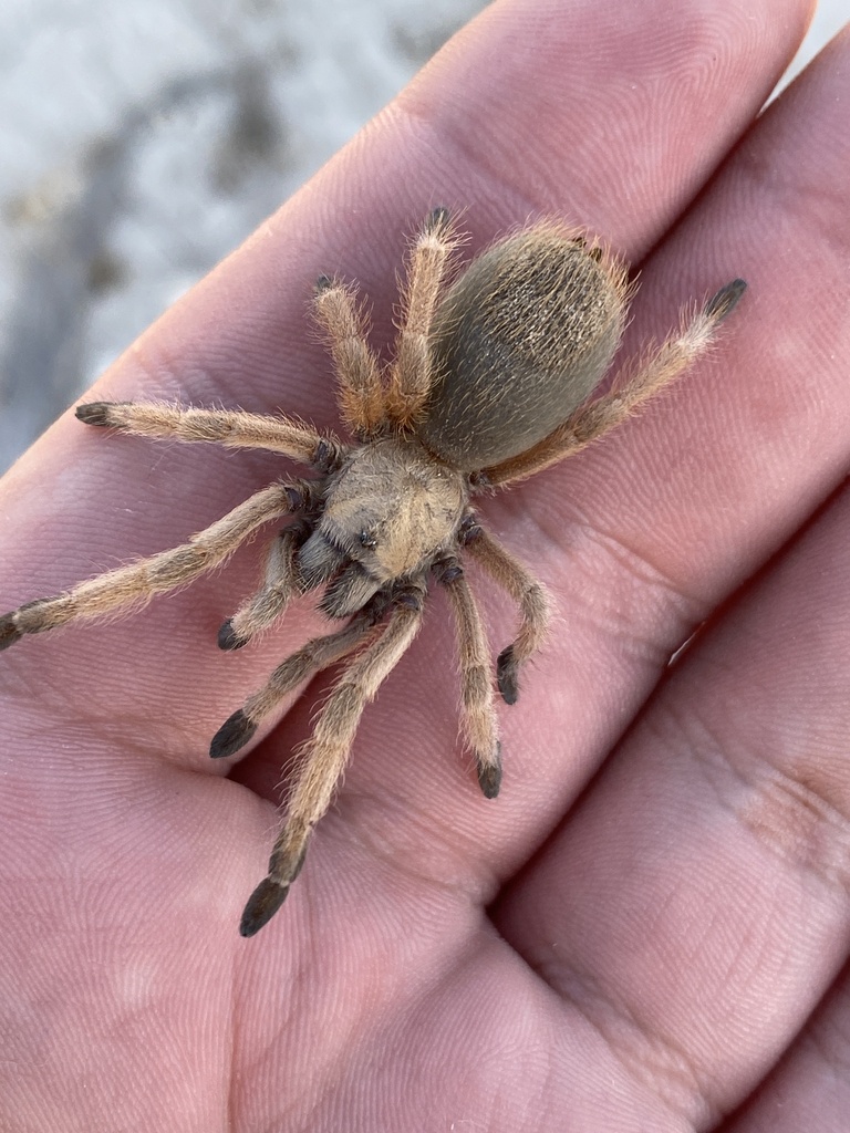 Rio Grande Gold Tarantula in March 2023 by David Hernandez. Val Verde ...