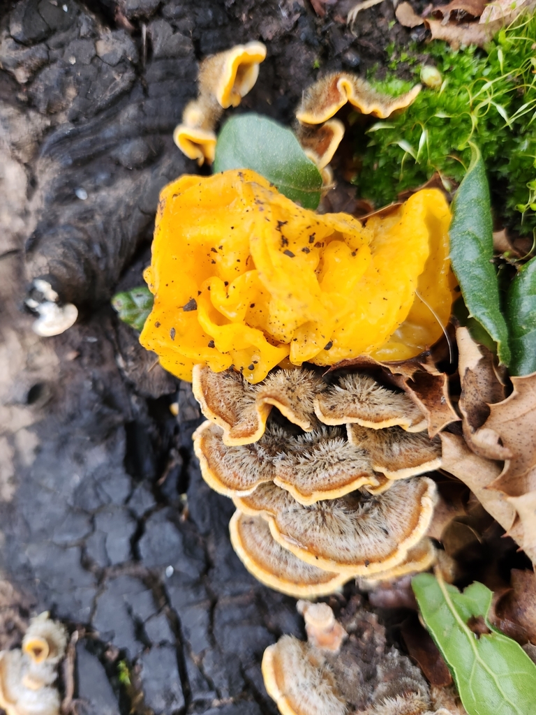 golden ear from Malibu, CA 90265, USA on March 06, 2023 at 11:45 AM by ...