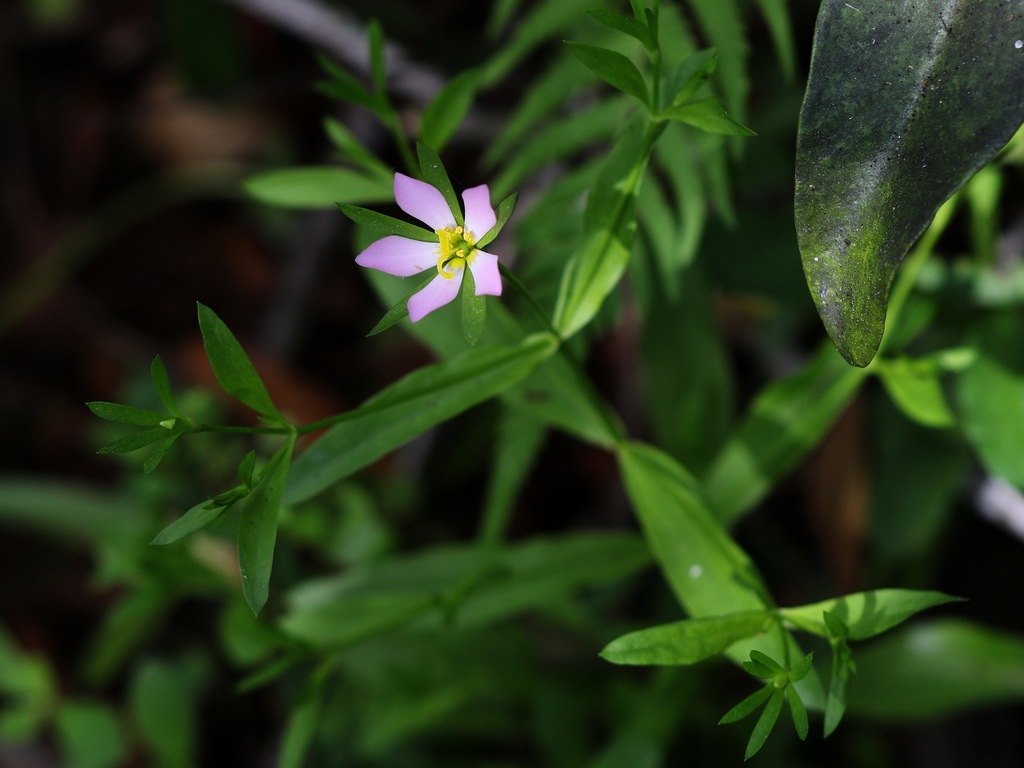 Coastal Rose Gentian from Water Catchment Area, West Palm Beach, FL ...