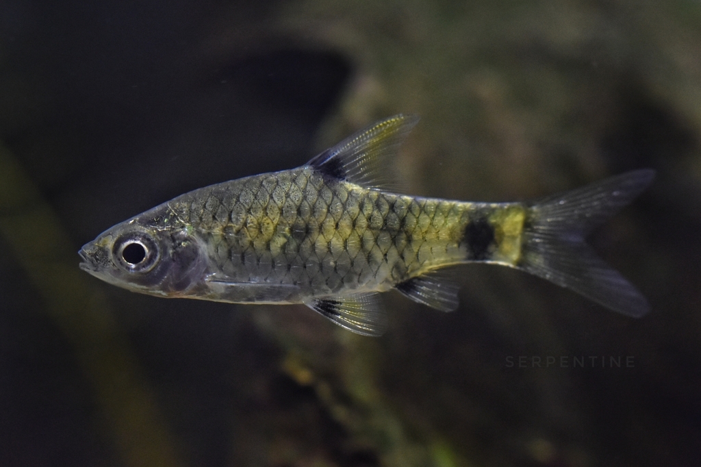 Golden Dwarf Barb from Telenpali on March 7, 2023 at 12:27 PM by Subham ...