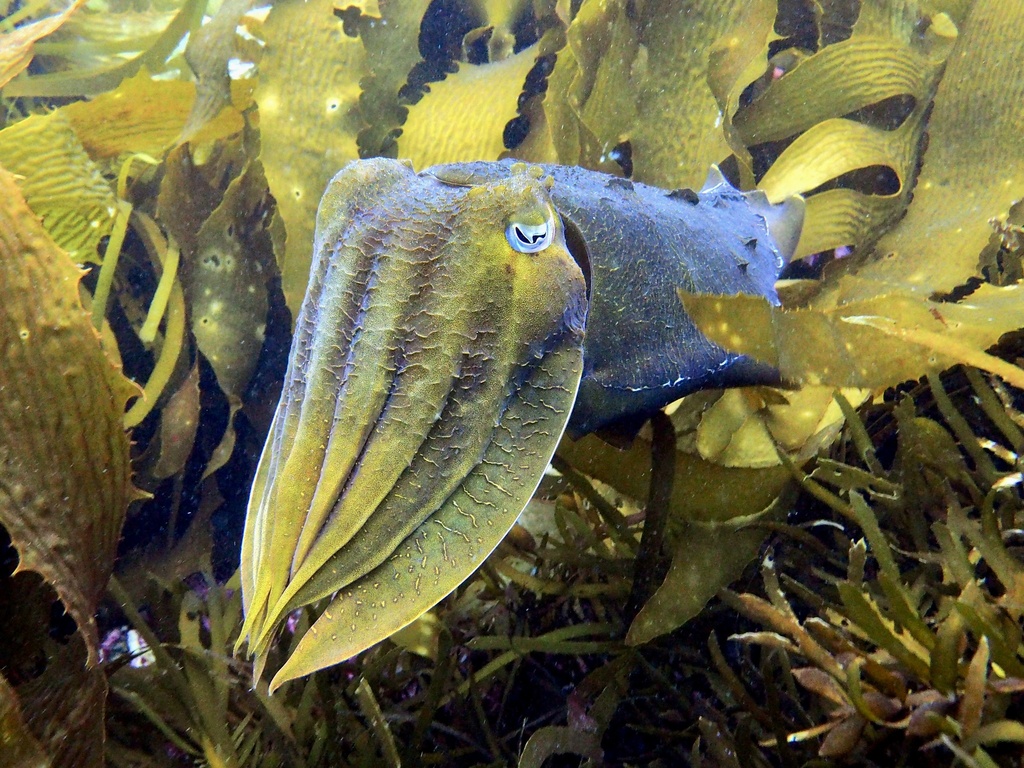 Australian Giant Cuttlefish from South Pacific Ocean, Fortescue, TAS ...
